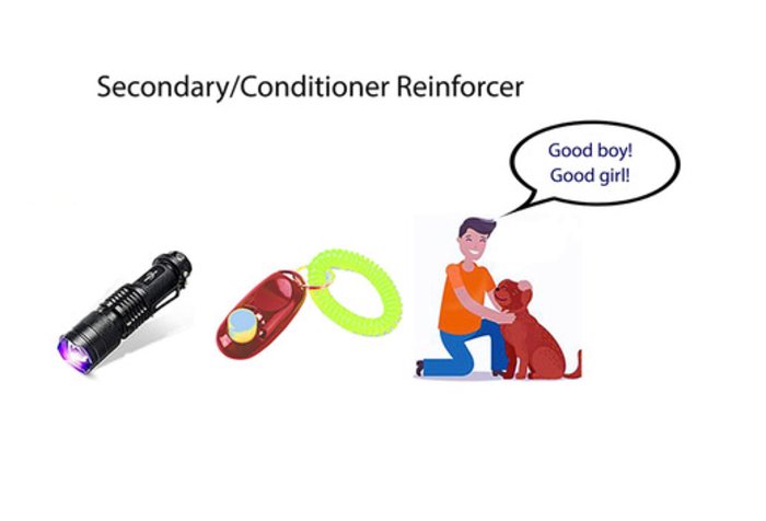 Reinforcement- Definition, Types, Conditioned Reinforcement